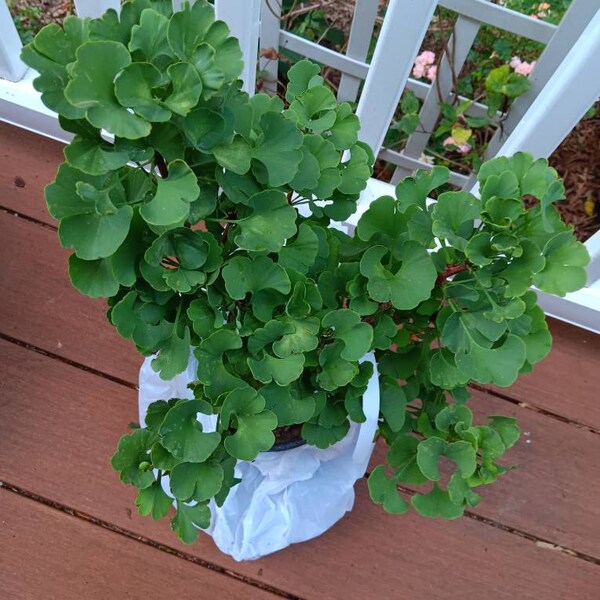 Pinus Densiflora 'pope' (pope Japanese Pine) Rare! - Etsy