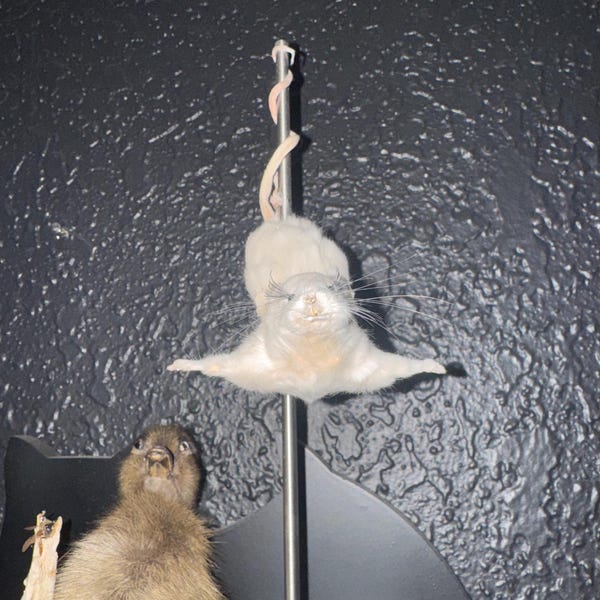 Taxidermy Pole Dancing Stripper Mouse Unusual Oddities Homeware Gothic ...