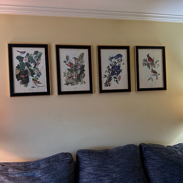 Audubon Bird Print Set: Cardinal, Robin, Blue Jay, Oriole - Birds of ...