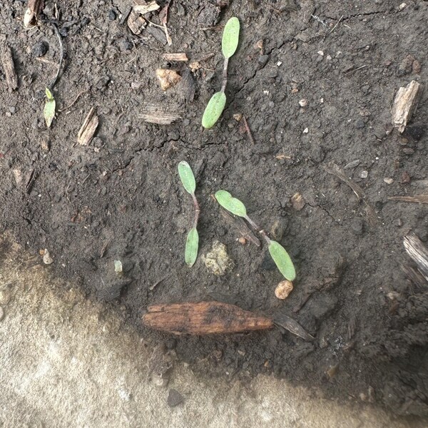 10 Seeds Wild Leek / Ramp Allium Tricoccum – Heirloom, Non-gmo, Hardy ...