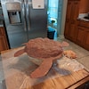 How to Make a 3D Papier Mache Green Sea Turtle - Etsy