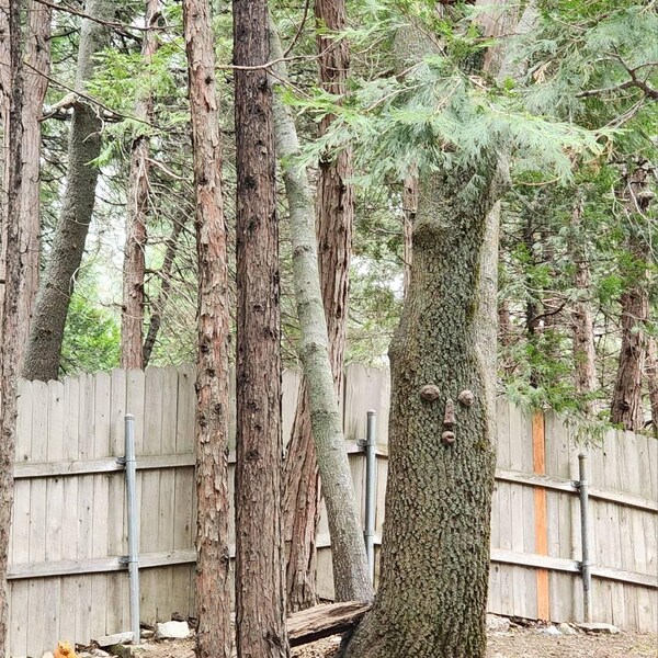 Simon Tree Face: Handcrafted Concrete Garden Decor - Etsy