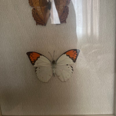 Real Butterfly spread Butterflynature Blue Butterflies - Etsy