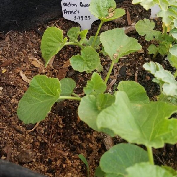 Queen Anne's Pocket Melon, Fragrant Fruit, Miniature Melon, 10 Seeds ...