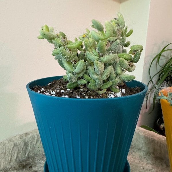 4” Pot Pickles Plant Variegated by the Succulent Kiss - Etsy