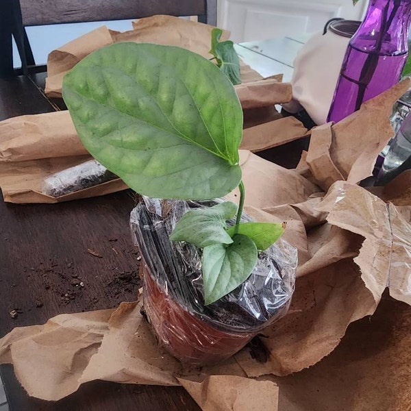 Spider Man Monstera “amydrium Silver” 4” Pot (ALL PLANTS Require You to ...