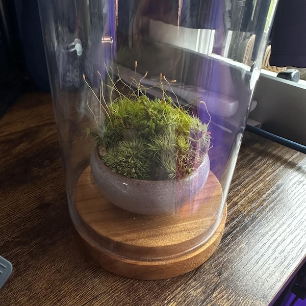 Pine Island Terrarium in Mini Glass Bowl - Etsy