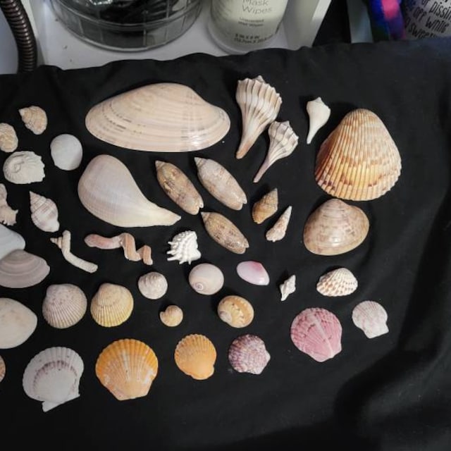 SWFBeachLifeStore - Etsy