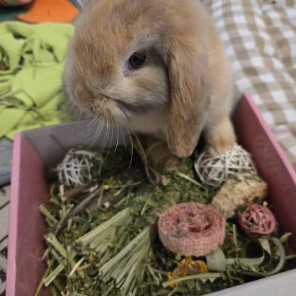 Bunny Care Printable Tool Kit | Rabbit Care Tips | New Bunny Owner Care ...