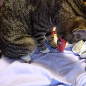 Cat Toys Felt Catnip Joints Set of 3 Available in Catnip, Lemongrass ...