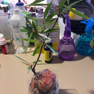 Winterberry Berry Poppins® 1 Female Plant ilex Verticillata | Etsy