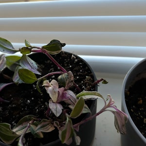Royal Ruby Hen and Chicks Sempervivum Live Plants 2.5 X 4 Inch Potted ...