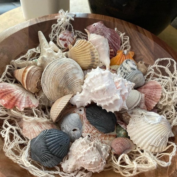 Pink Murex Shell-murex Shell-beach Wedding Decor-crafting Shells ...