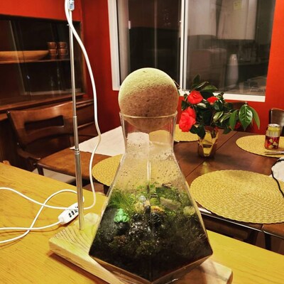 Water Terrarium Kit Water Garden Birthday Gift for Nature - Etsy