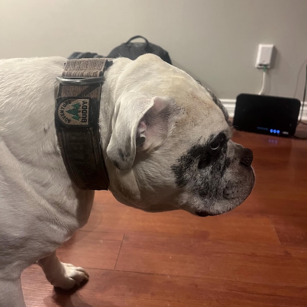 Adventure Buddy Patch for Dogs | Iron-on | Velcro - Etsy