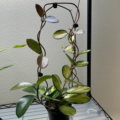 Plant Propagation Side Car Plant Buddy Test Tube Prop Station - Etsy