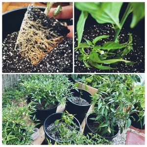 Hydrocotyle Vulgaris Copper Coin Plant Chinese Coin Plant - Etsy