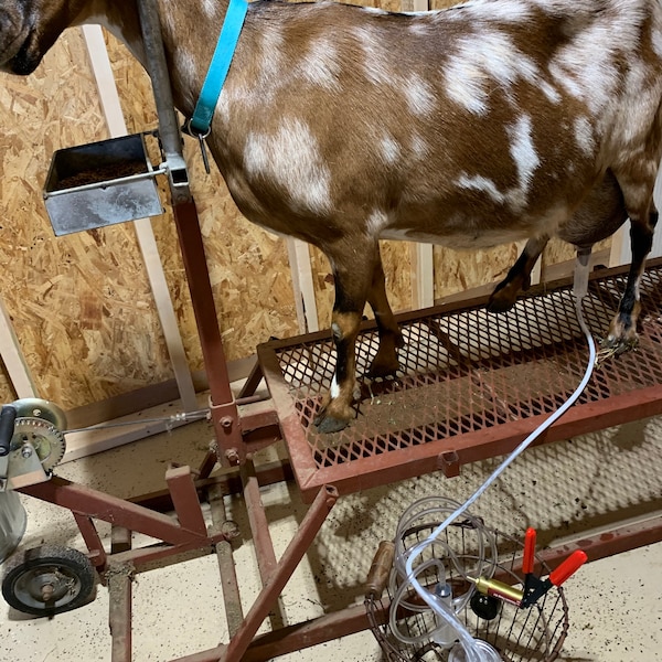 Old Faithful Goat Sheep Cow Milk Machine Manual Vacuum Pulse 1 Quart 1 ...