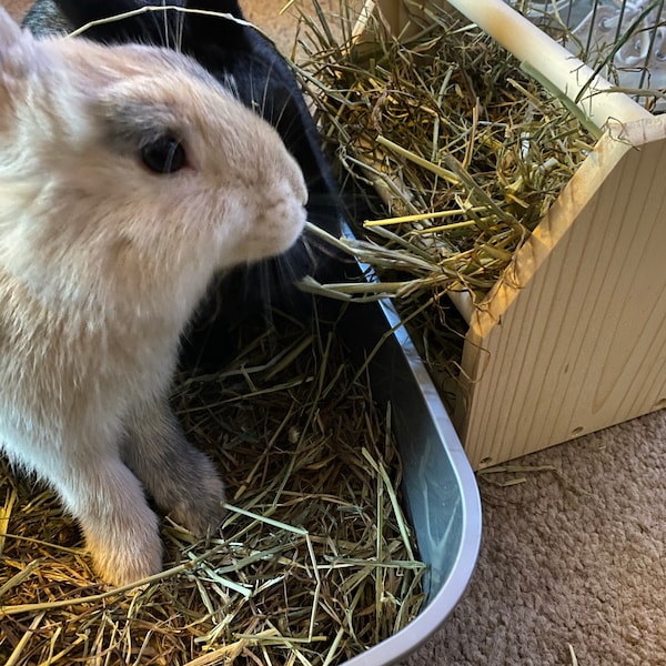 Guinea Pig Hay Feeder, Hay Rack Wooden, Made by Asaswood - Etsy