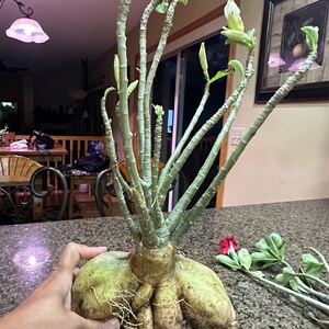Rare Adenium Obesum Arabicum, Beautiful White Flowers Fat Caudex ...