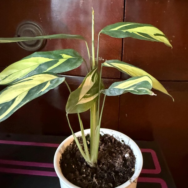 Chester Fern Starter Plant (ALL STARTER PLANTS Require You to Purchase ...