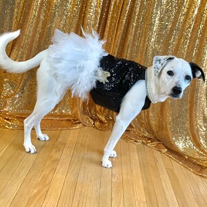 Cat Dog Prince Costume Halloween Birthday Dog Formal Suit Dog - Etsy