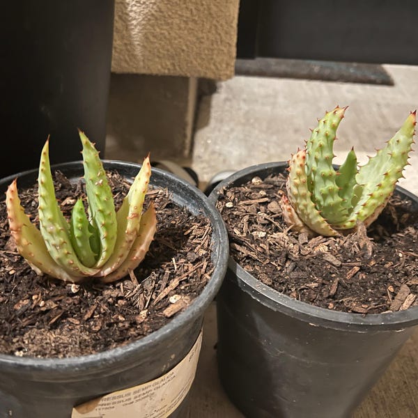 Aloe Marlothii | Mountain Spiky Aloe Drought Tolerant Succulent for ...