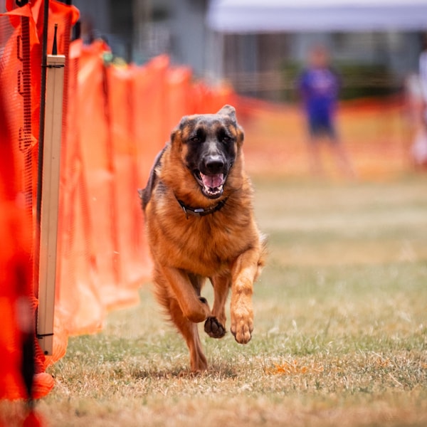 AKC Rally Laminated Sign Set NOVICE - MASTER - Etsy