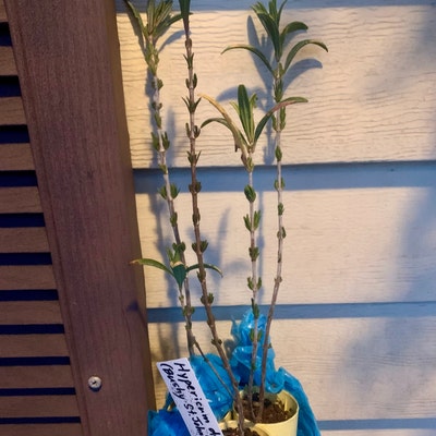 Arrow-wood Viburnum viburnum Dentatum 3-pack of Tubelings - Etsy