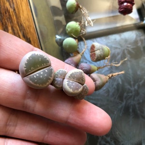 Live Limited Rare Lithops Olivacea C109 / Lithops Olivacea / Exotic ...