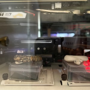 Customizable Ball Python Miniature / Figure / Sculpture / Necklace ...