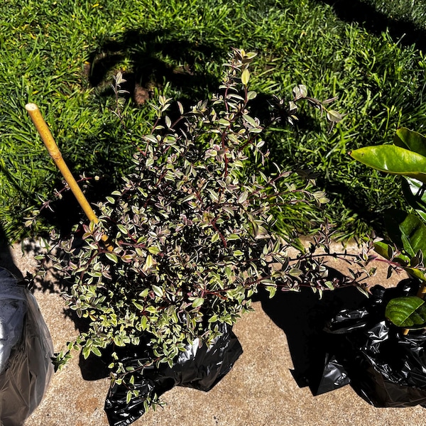 Myrtus Communis 'compacta' Dwarf Myrtle 1 Feet Tall Great for Bonsai ...