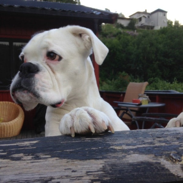 Boxer Nose Butter® Handcrafted in Minnesota Using All Natural Balm for ...