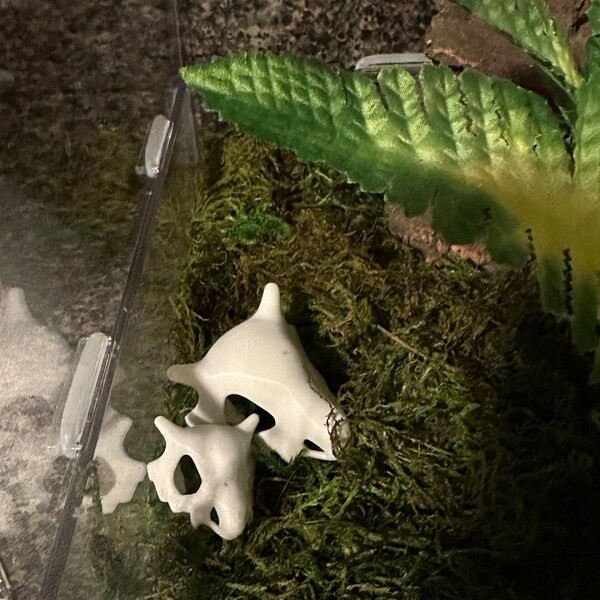 Jumping Spider or Tarantula Cubone Skull Decoration - Etsy