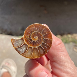 Knobs Stone Knobs Cabinet Knobs White Glass Sand Dollar - Etsy