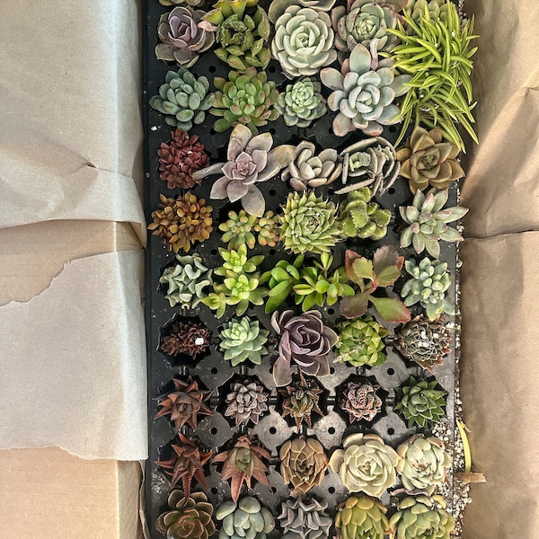 Assorted Live Rooted Succulent Plugs | Great for Baby Showers, Wedding ...