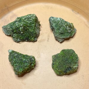 Star Moss Tortula Ruralis - Etsy