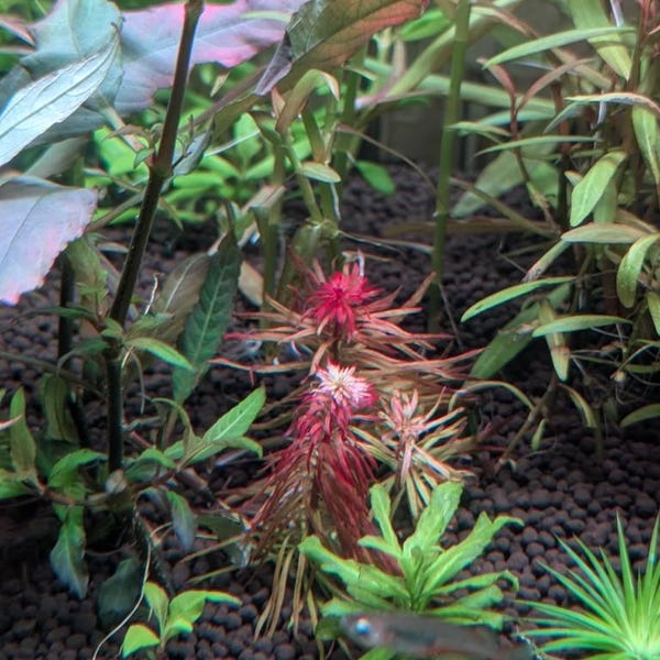 2 Bucephalandra Micro Plants! Live Aquarium Plants! Free S/h!! Live ...