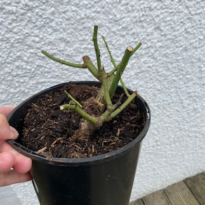 Happy Retirement Rose Bush Gift Wrapped Help A Colleague or - Etsy UK