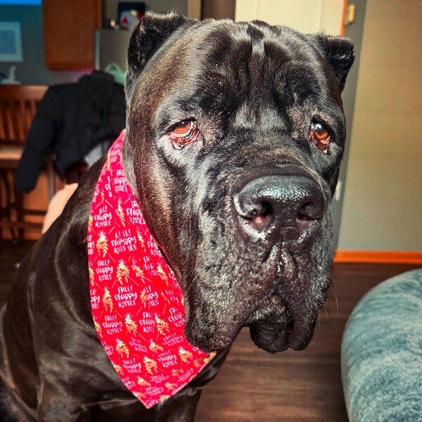 Dog Bandana Hot Dog Bandana Barbecue Dog Grill Master Gift Memorial Day ...