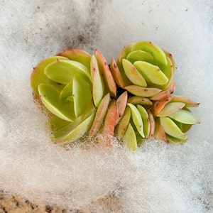 Echeveria Caviar/ Pachyphytum Caviar Imported Succulent - Etsy