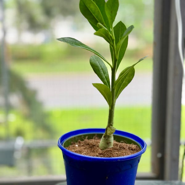 Desert Rose Picotee Adenium Obesum Starter Plant - Flowering Plant ...