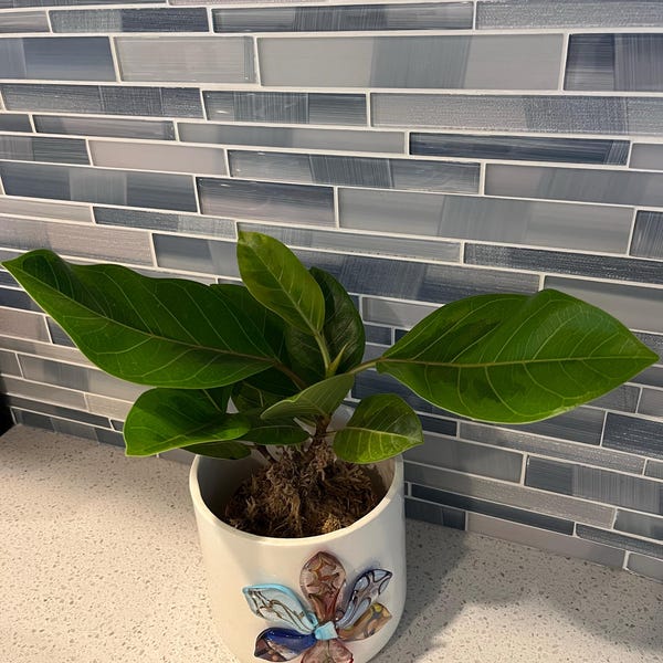 Mican Philodendron Velvet Leaf Philo Indoor & Outdoor Live Tropical ...