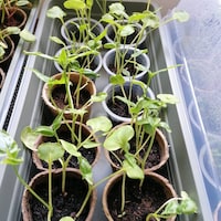 COREOPSIS BABY GOLD Coreopsis Lanceolata 150 Seeds Dwarf - Etsy Canada