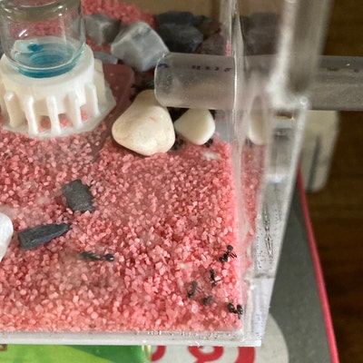Sand Ant Farm BIG anthill, Formicarium, Educational, Ants NO ANTS - Etsy