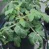 Tulsi Seeds Holy Basil Temperate Tulsi Ocimum Africanum Herbal Tea ...