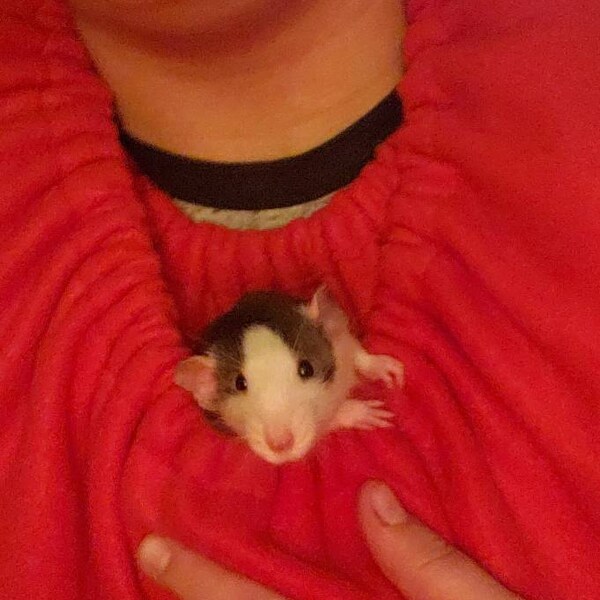 Ratoob, Real Red - Etsy