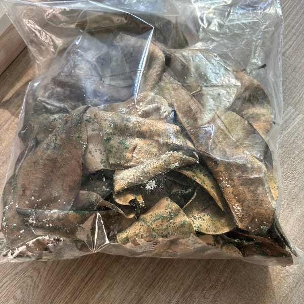 Fresh Green Organic Allspice or Pimento Leaves (west Indian Bay Rum ...