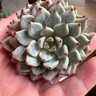 Rare Succulent: Imported Succulent Korea Hybrid Echeveria Crow Live ...