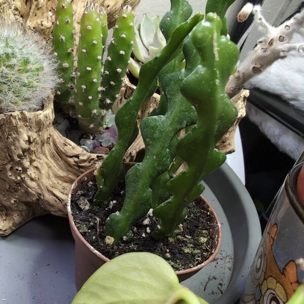 Fishbone Cactus Epiphyllum Anguliger Ric Rac Cactus Zig Zag Cactus - Etsy